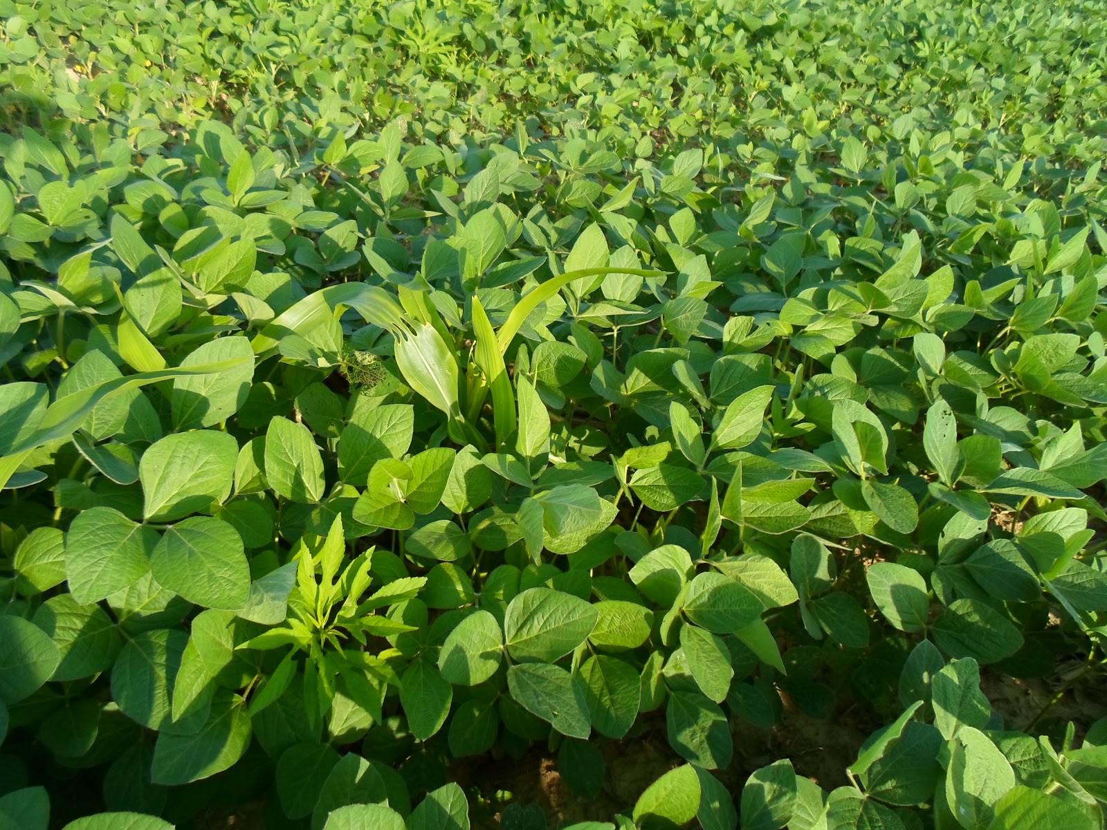 The Perennial Agriculturalist: walking beans ( well...a bean field anyway )