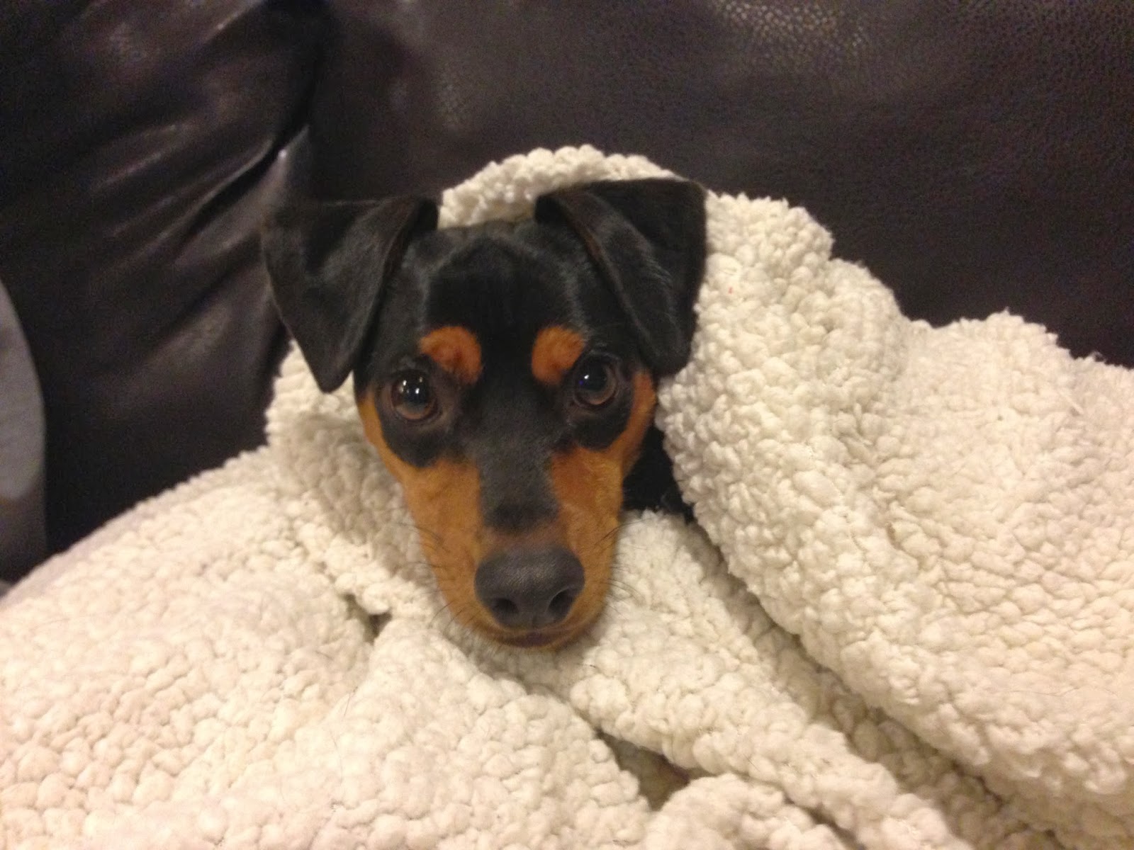 1 year old doxiepin selfies ~ Anze the DoxiePin Dog