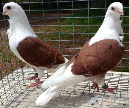World of Pigeons and Doves: Aachen Lacquer Shield Owl