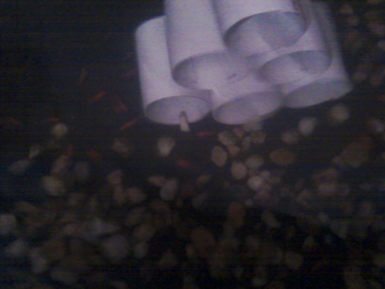 Aquaponic Basement Garden: Fish Day