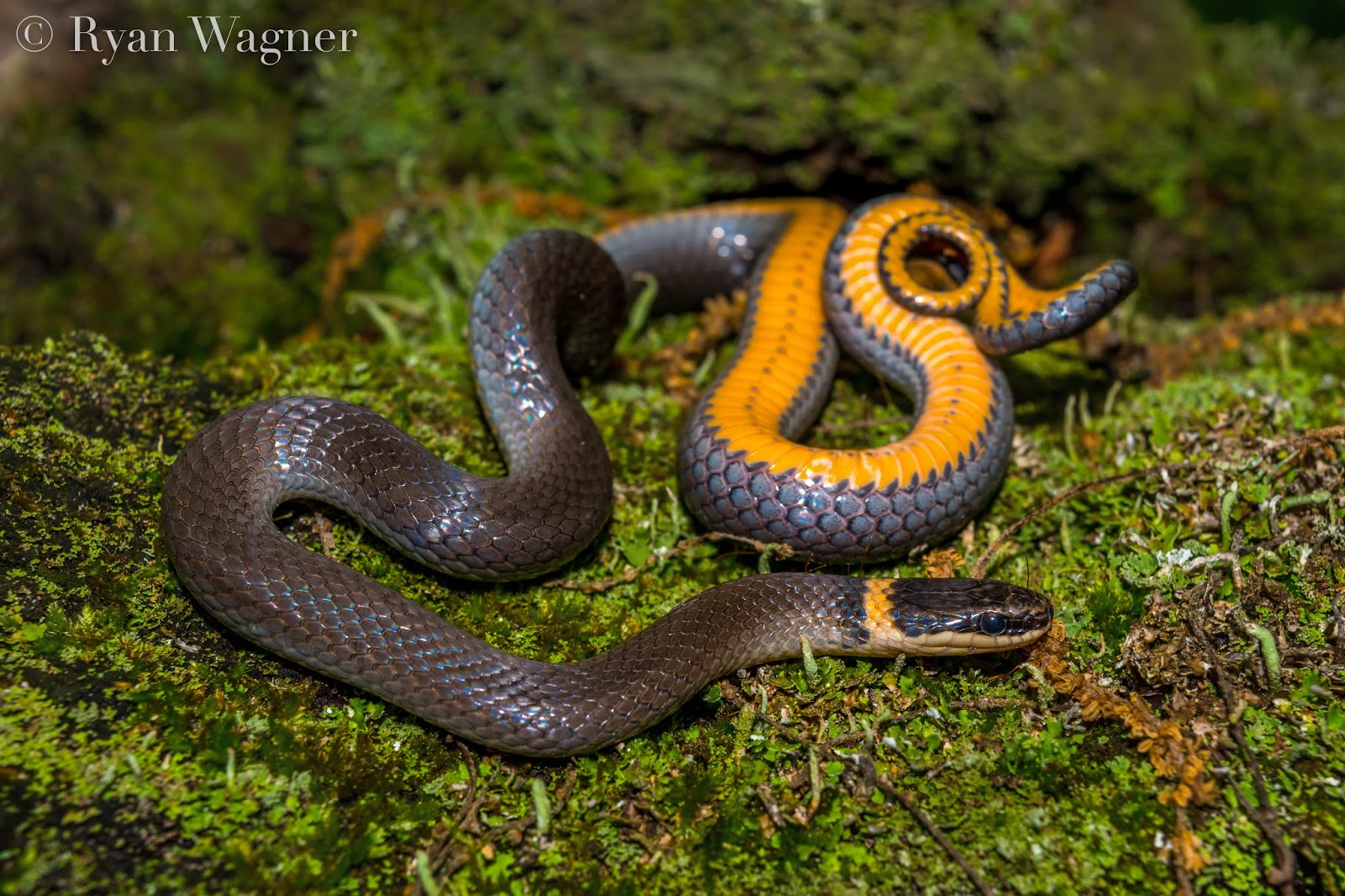 Field Life: Some Small Snakes