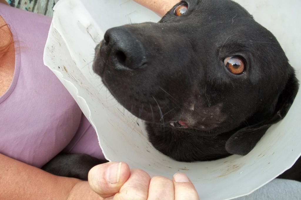 The Writings and Musings of Heather Hobson Lewis: Rex, Black Lab Puppy ...