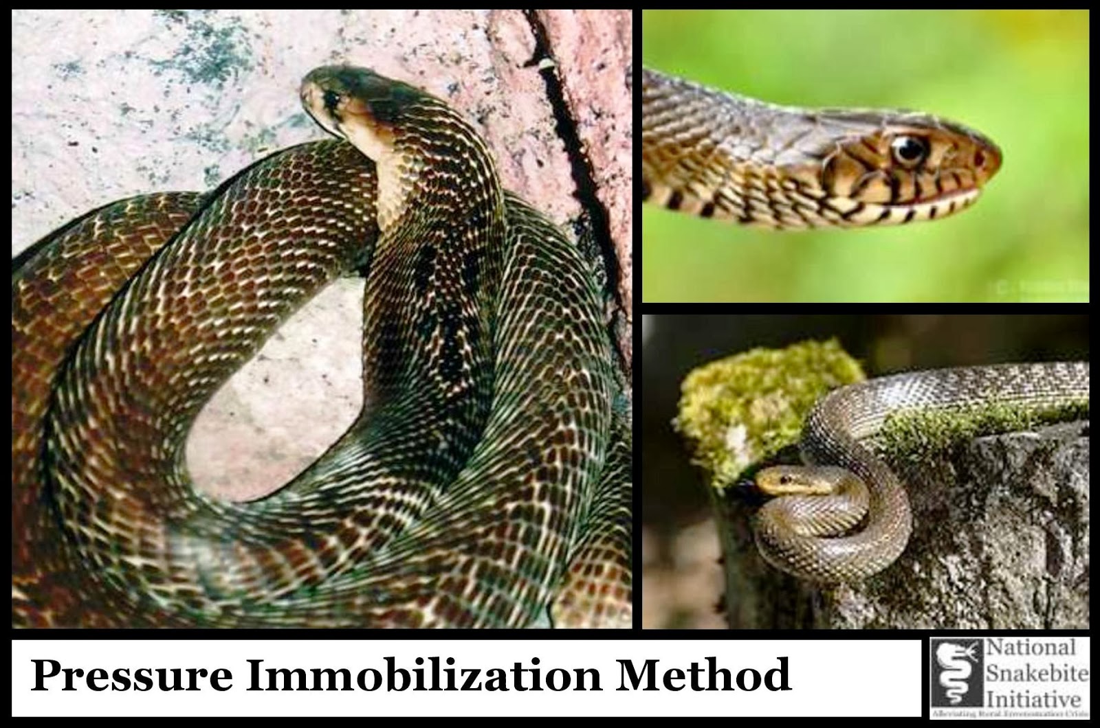 Common Snakes of South India & Information on Snakebites