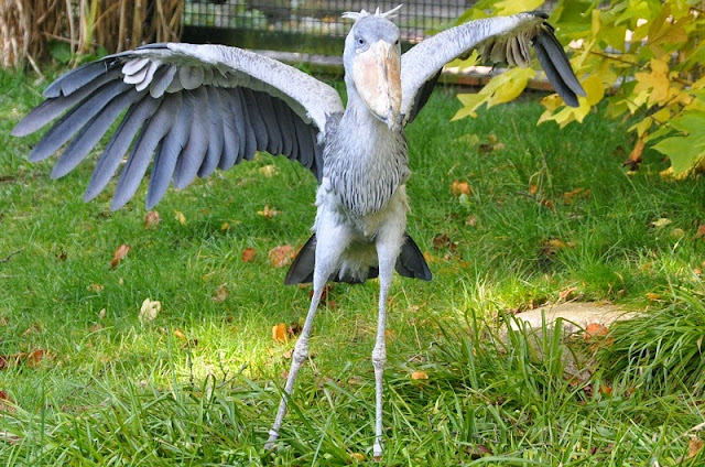 Naturaleza salvaje Blog: El ave picozapato