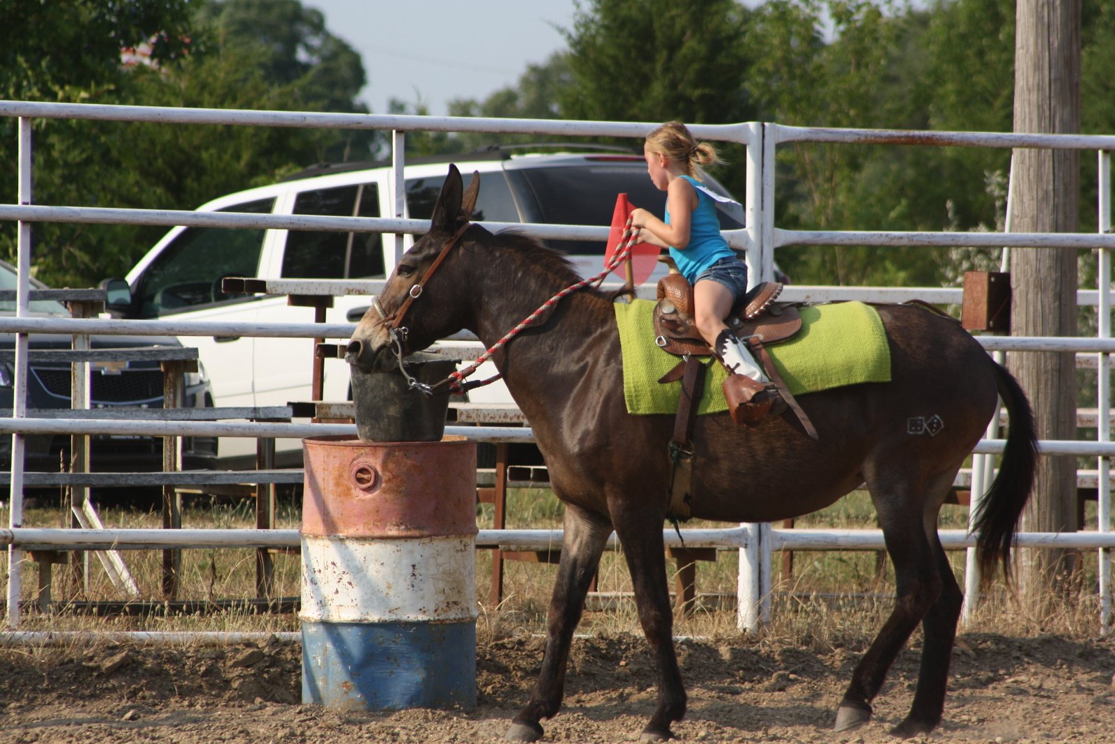 PairADice Mules: Mule Show Pictures