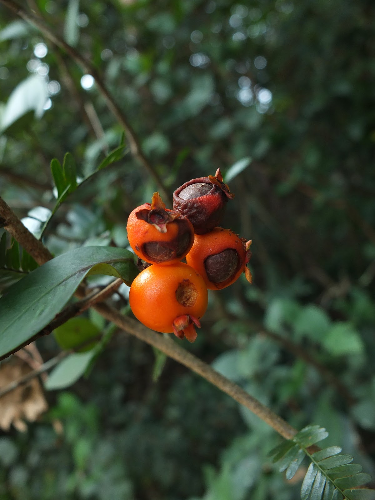 Tamilnadu Tourism: Kalakkad Mundanthurai Tiger Reserve, Thirunelveli