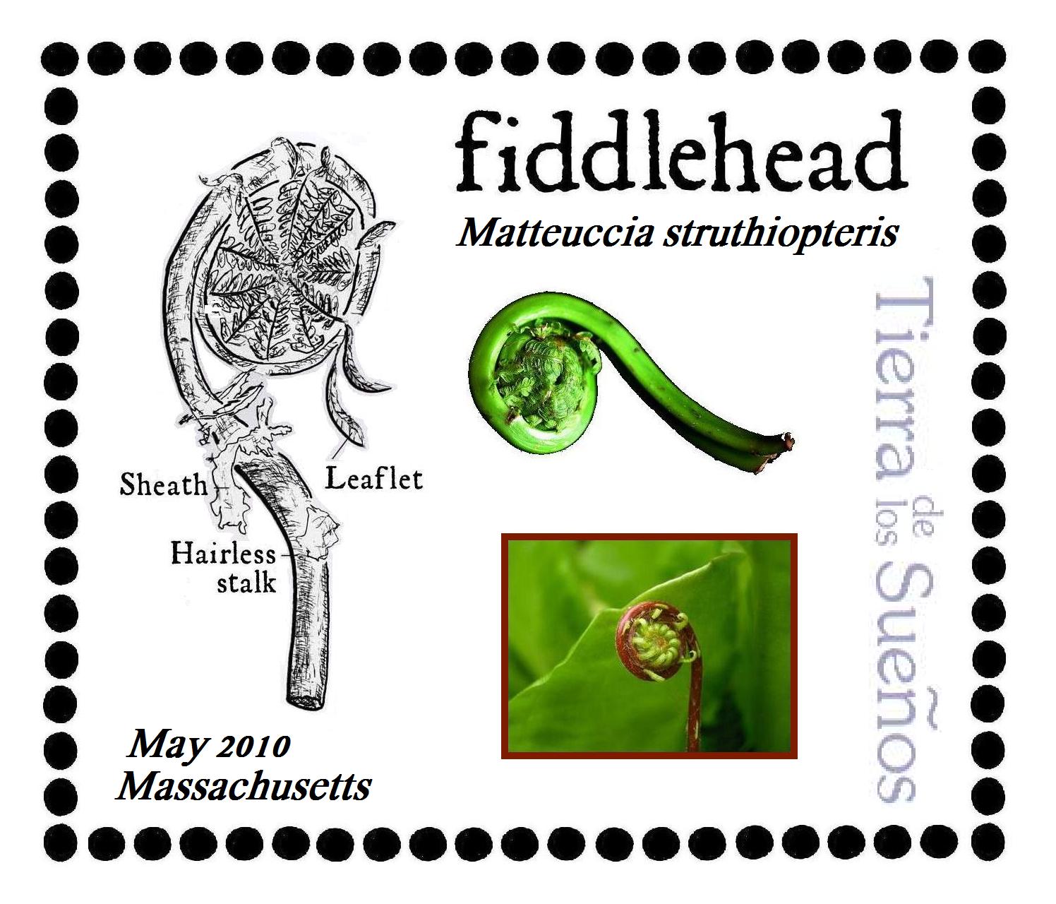 Vleeptron_Z: It's our fiddlehead moment!