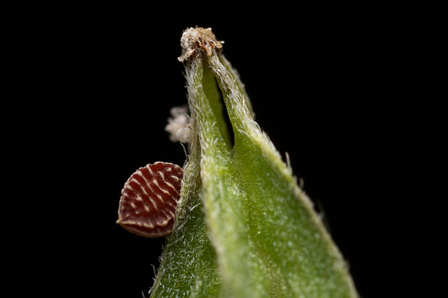 ムシをデザインしたのはダレ？: ツヤコバチ科 ( Aphelinus sp. ) 産卵