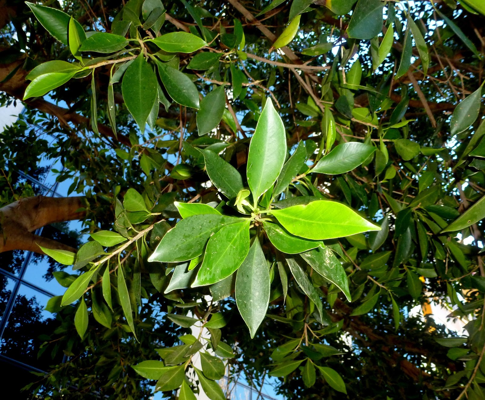 Árboles con alma: Laurel de Indias. (Ficus microcarpa)
