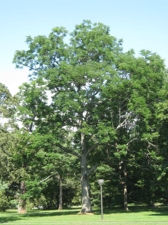 Future Plants by Randy Stewart: Gymnocladus - Coffee Tree