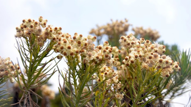 Mengenal Bunga Edelweiss Lebih Jauh | BELANTARA INDONESIA