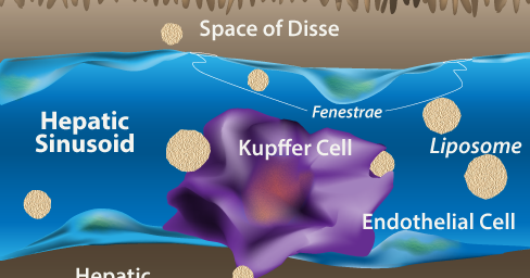 Liposome: Encapsula's Scientific Blog: Systemic Administration of ...