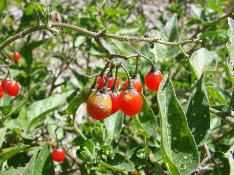Zaragoza Salvaje: Frutos silvestres no comestibles y tóxicos.