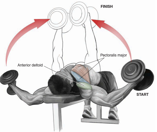Best Chest Exercises for Mass ~ multiple fitness