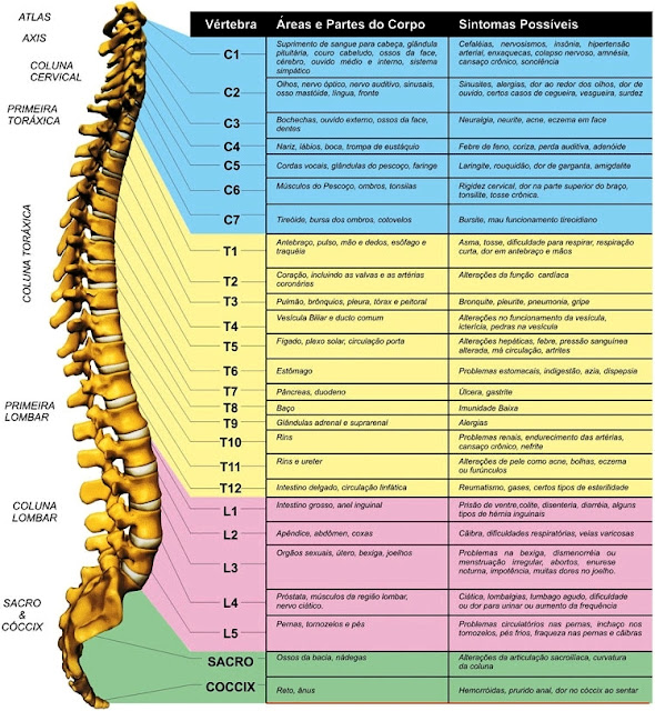 Good Life Notes: Anatomia Gray - Subluxação Vertebral e Mapa Neural