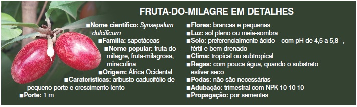 SYNSEPALUM DULCIFICUM - FRUTA MILAGROSA ~ Restauranter