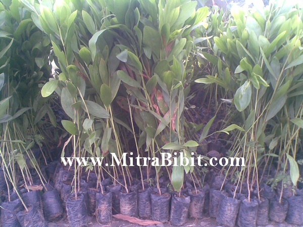Foto Bibit Akasia | CV. Mitra Bibit