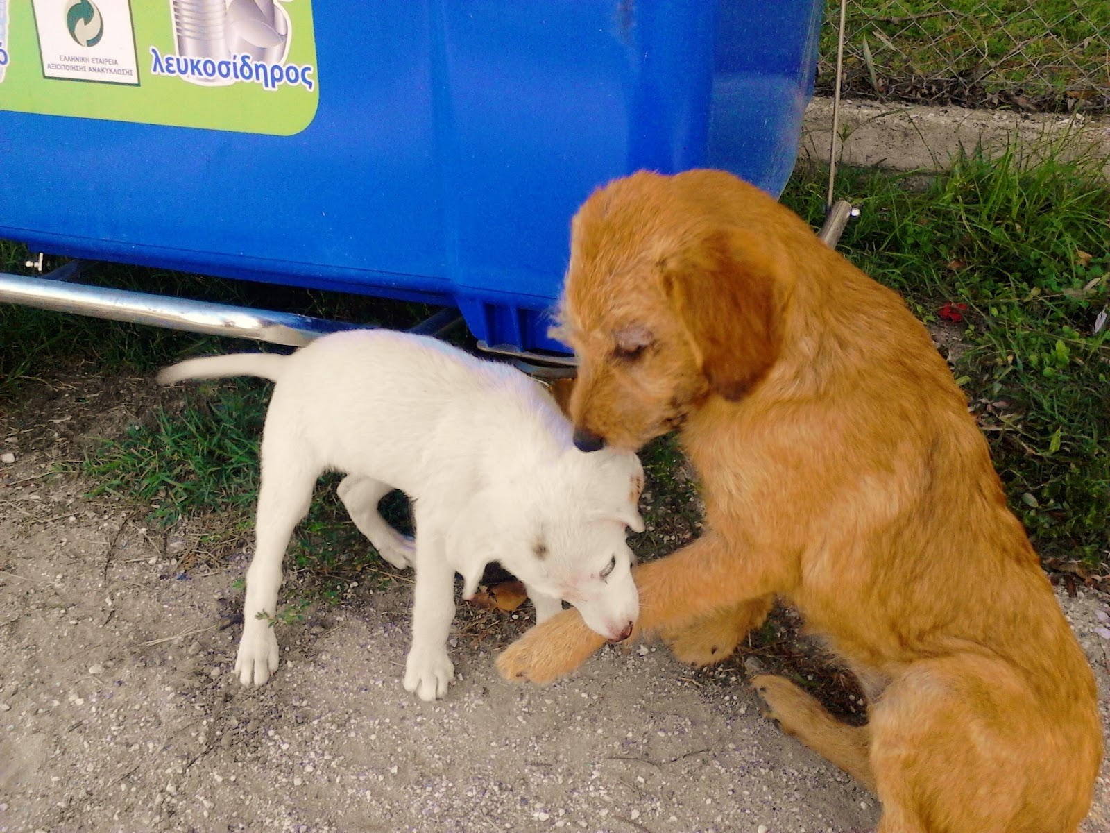 Προσχολική Παρεούλα : ΤΑ ΖΩΑ ΕΧΟΥΝ ΚΑΡΔΙΑ !!! (Παγκόσμια ημέρα των ζώων ) .