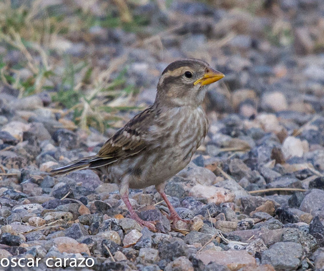 AVESANTURTZI: LA BELLEZA DE LO COMÚN