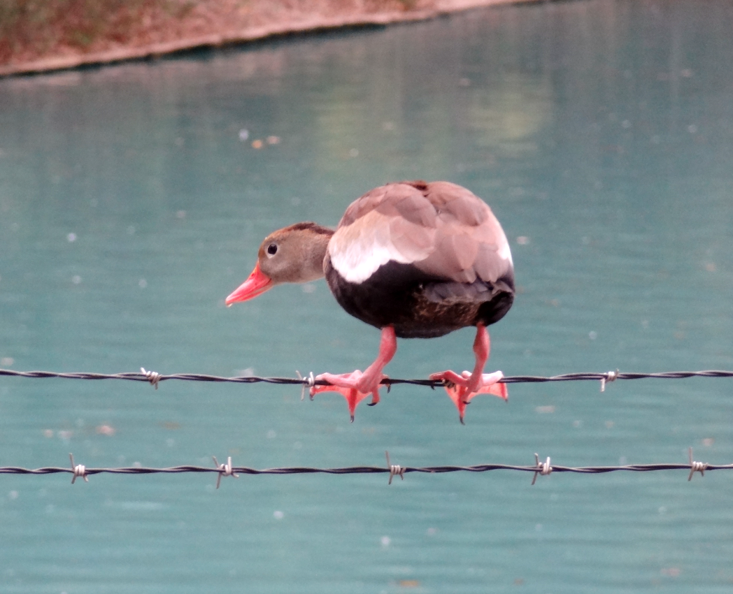 H-Town-West Photo Blog: Black-bellied whistling duck sightings in West ...