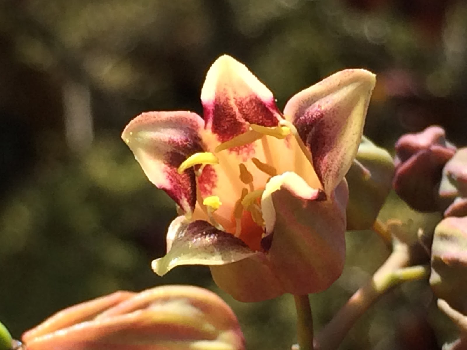 Trees of Santa Cruz County: Manihot grahamii - Hardy Tapioca
