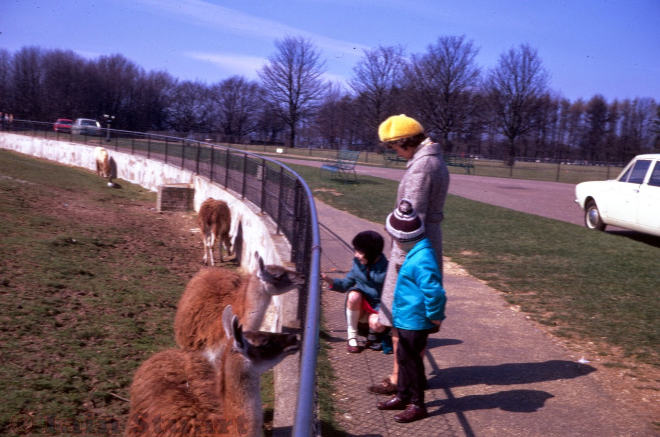 The Slide Guy: Let's Visit The Llamas