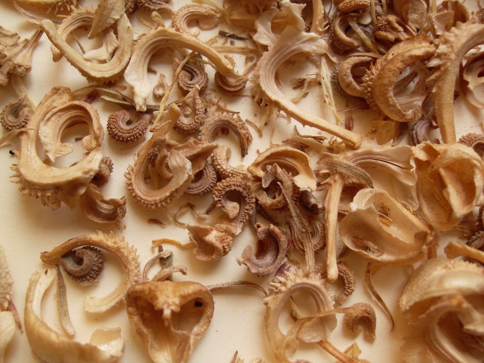 Achégate: Caléndula - usos, mini-recetas y cómo hacer un ungüento