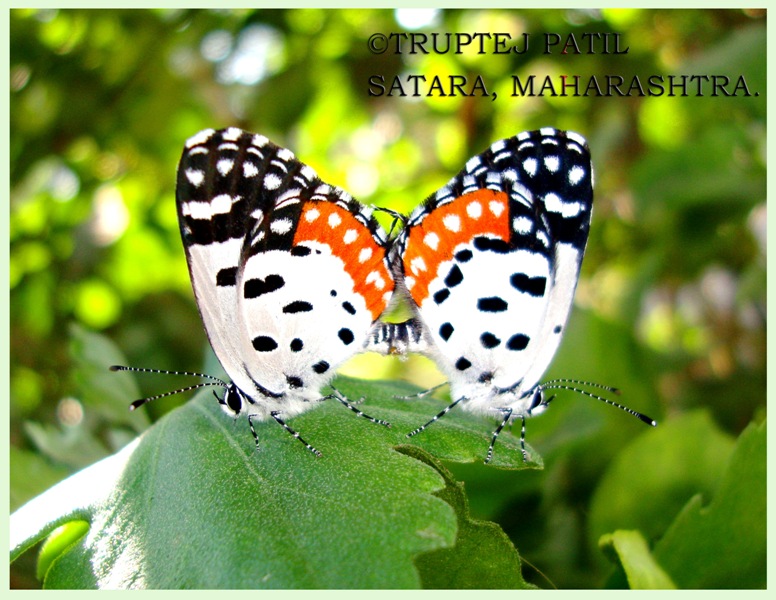 Wildlife Photographs by Truptej Patil