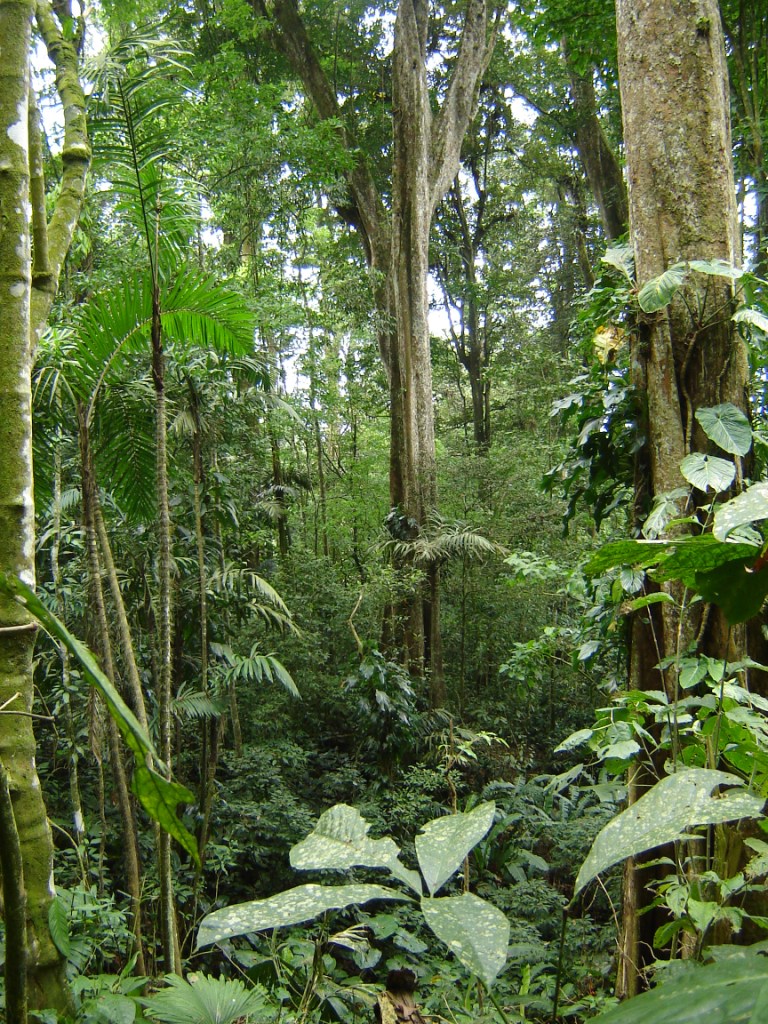 CELEIRO DA LEITURA: CONHECENDO A FLORESTA TROPICAL