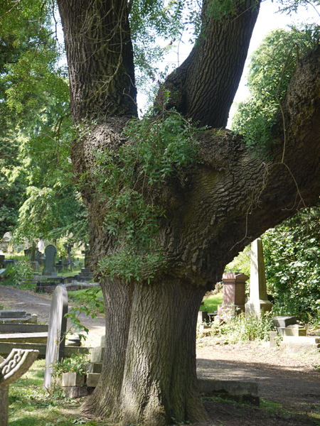 Coventry Trees: Coventry Trees