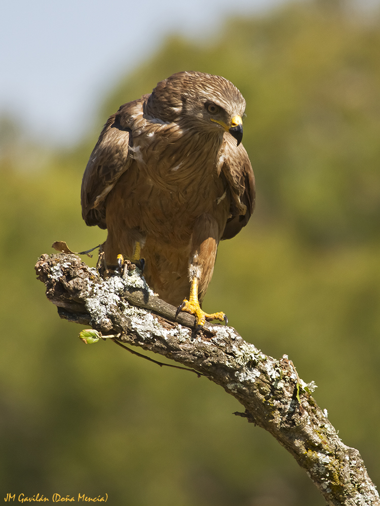 Fotografía de Naturaleza - JM Gavilán: Milano negro (Milvus migrans)