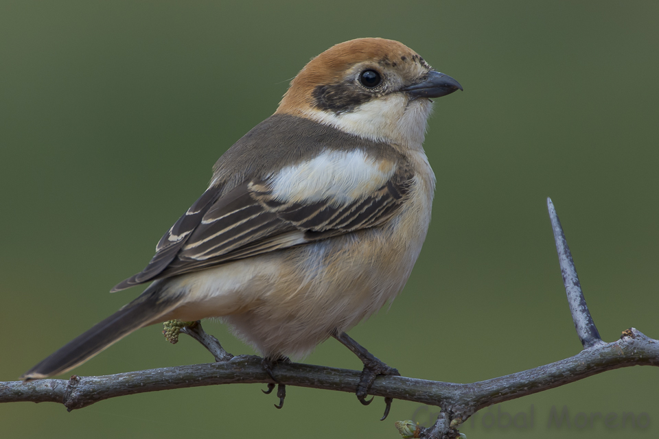 Fotografia: Alcaudón