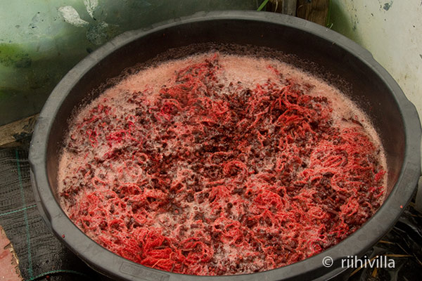Riihivilla, Dyeing with natural dyes: Madder dyeing in tub Krappivärjäystä saavissa