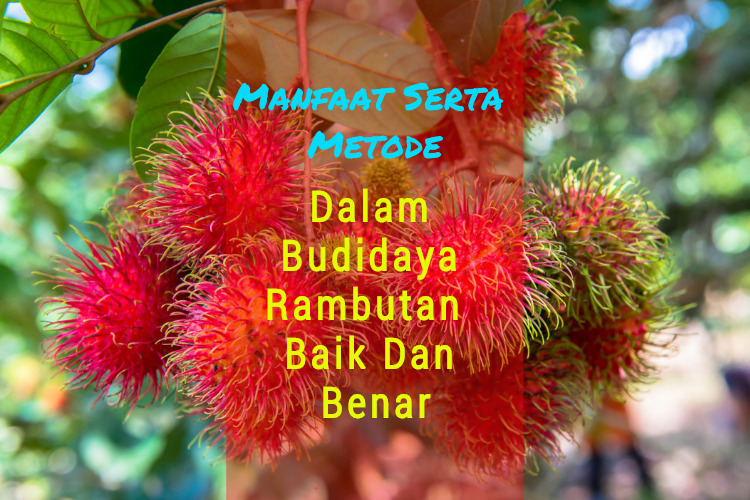 Manfaat Serta Metode Dalam Budidaya Rambutan Baik Dan Benar