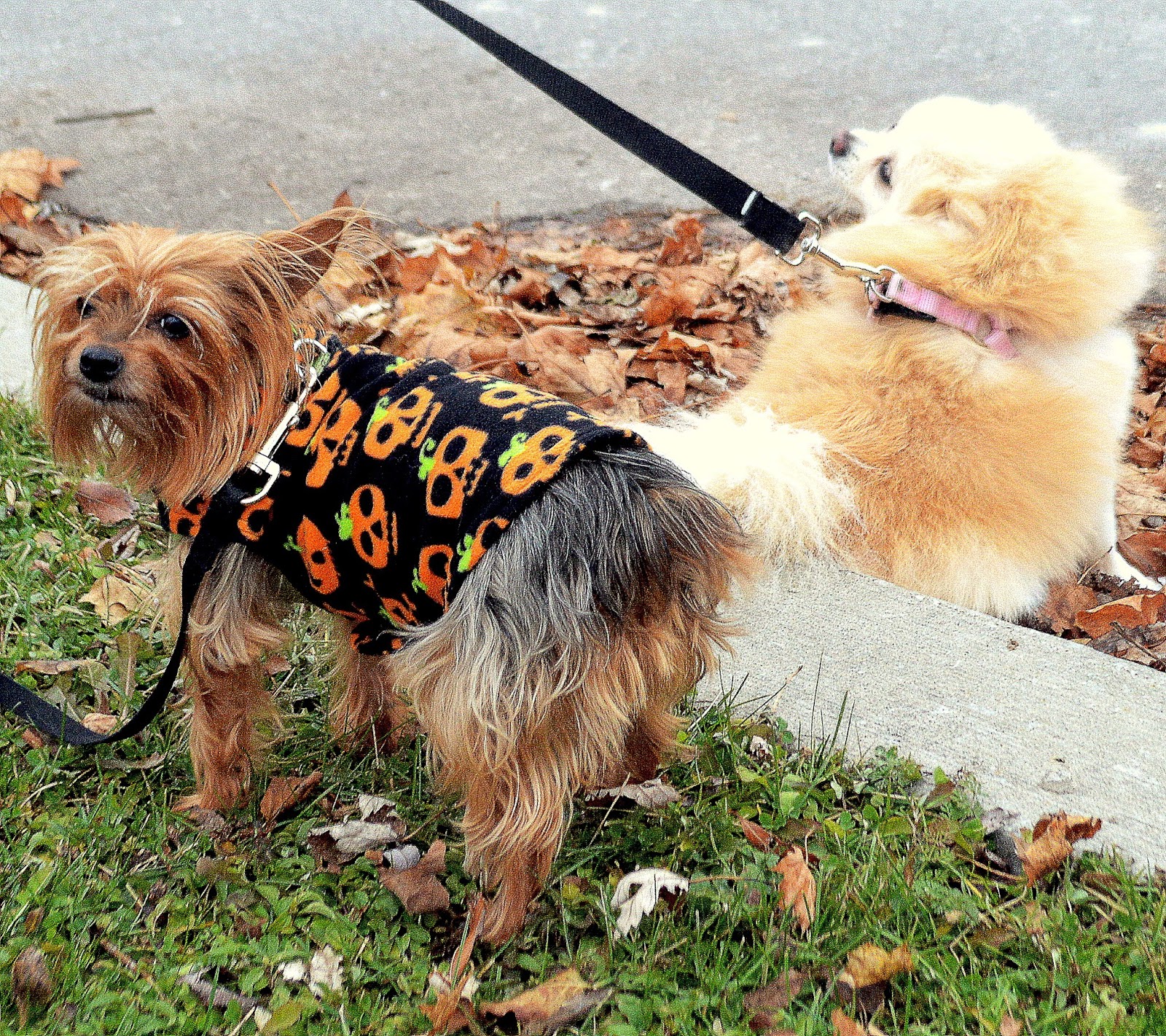 Camera on King & Aurora : Cute dogs are everywhere in King