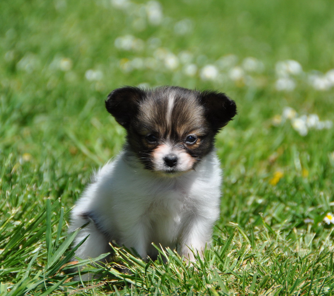 Road's End Papillons : Available Papillon Puppies