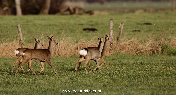 Hijgend hert der jacht ontkomen...