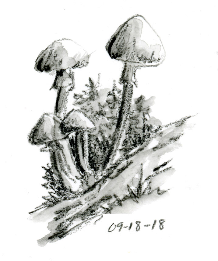 sbwatercolors and sketching: Gift - Set of Wolff's Carbon Pencils