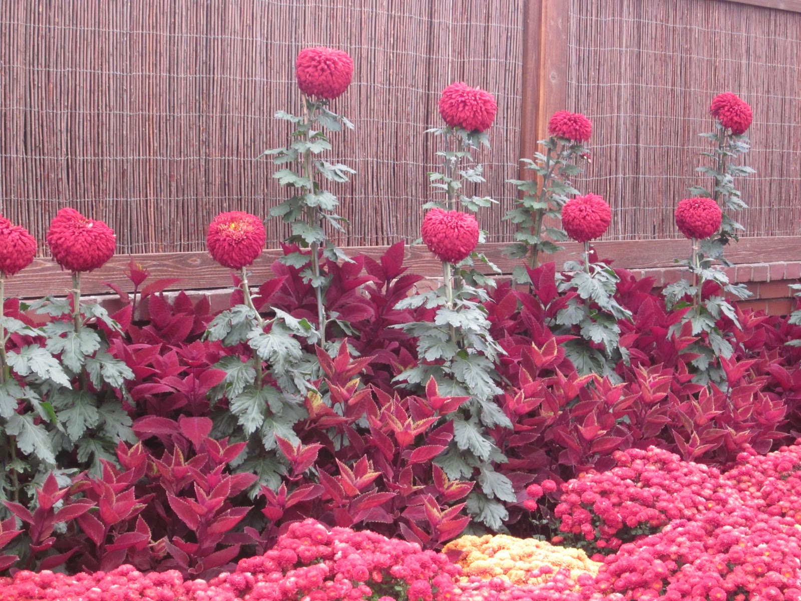 Garden Discoveries: Fall Rainbow