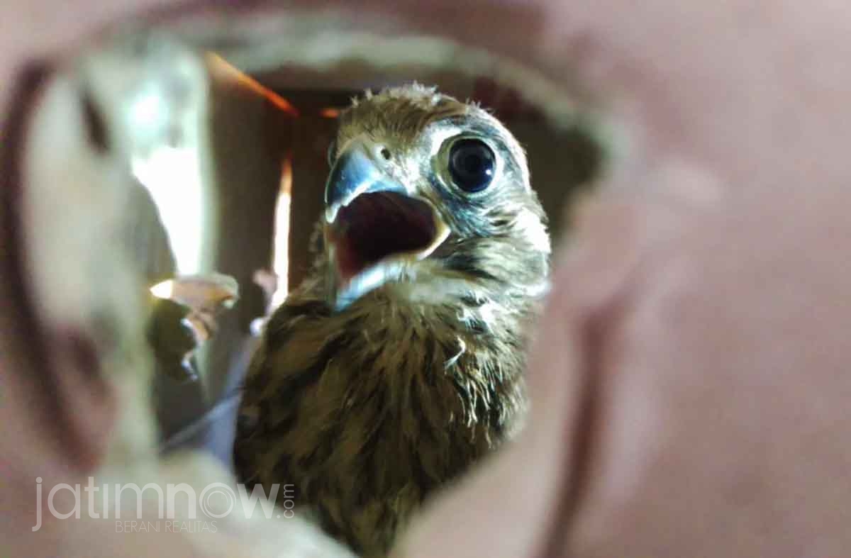 Perlukah Elang Jawa (Spizaetus bartelsi) dilestarikan? - Biologi ...