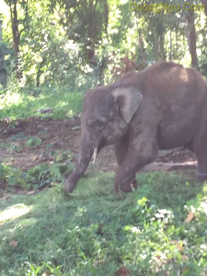 Chú voi con ở Bản Đôn