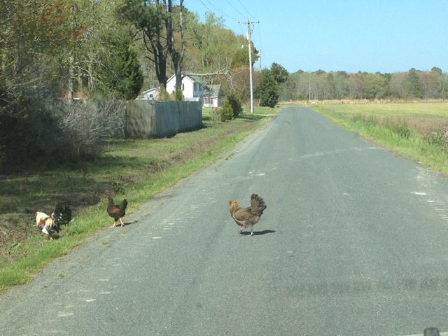 the accidental artist: Beach Houses