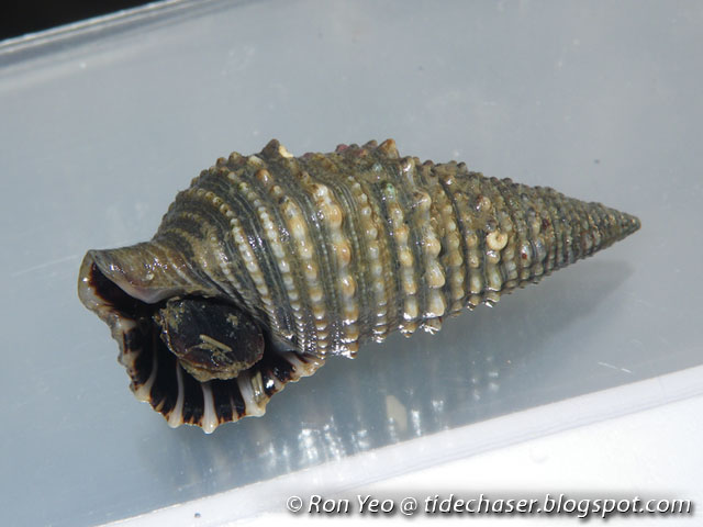 tHE tiDE cHAsER: Horn Shells & Creeper Snails (Phylum Mollusca ...