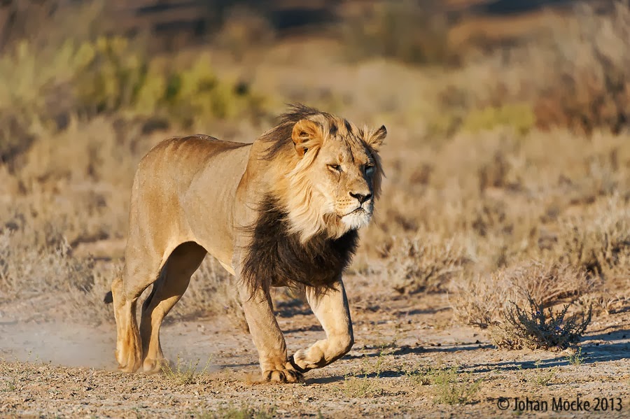 Johan Mocke Photography: "My Lion" for one hour in the Kgalagadi