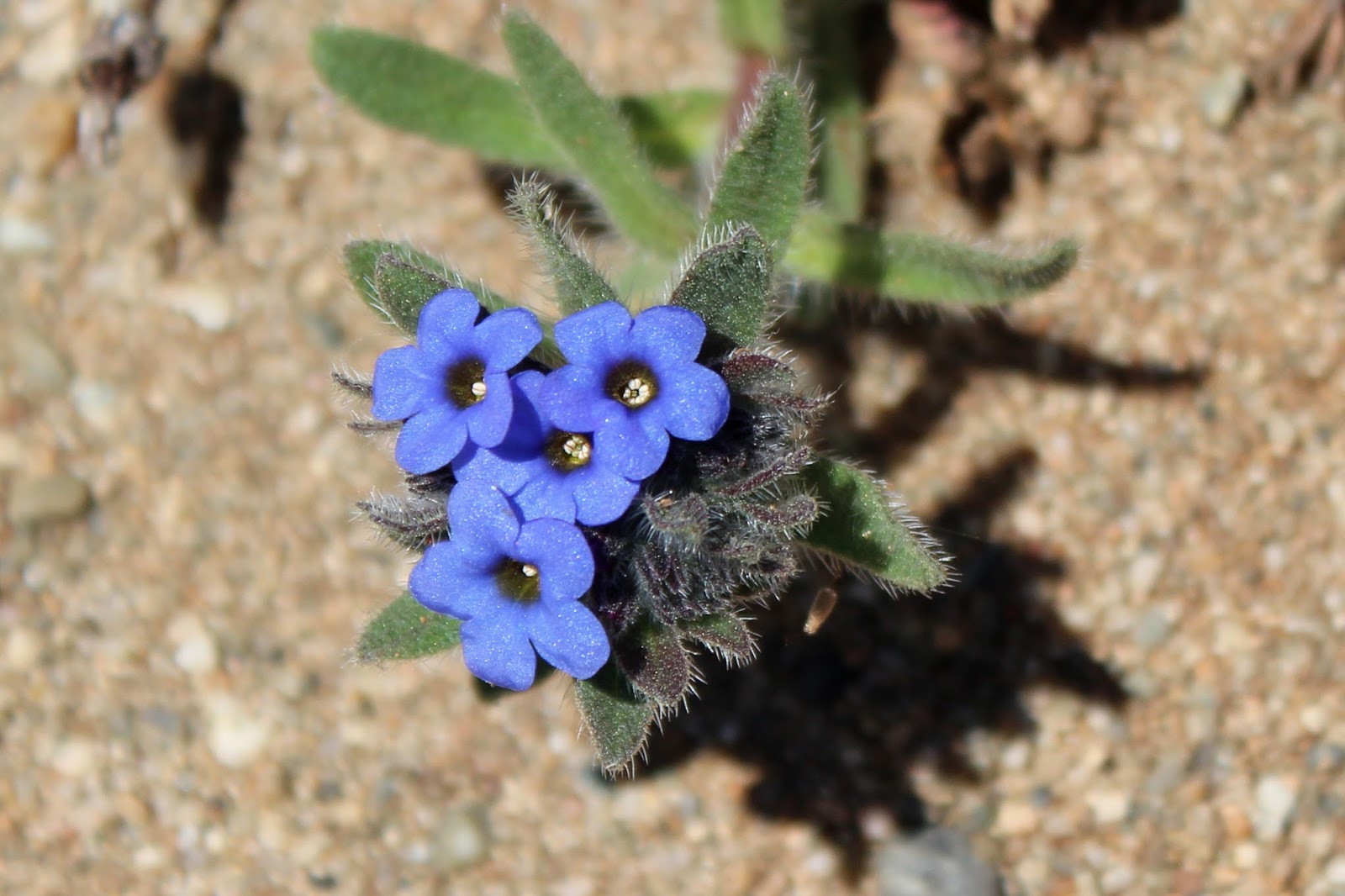 Wilde Planten: Dyer's Alkanet