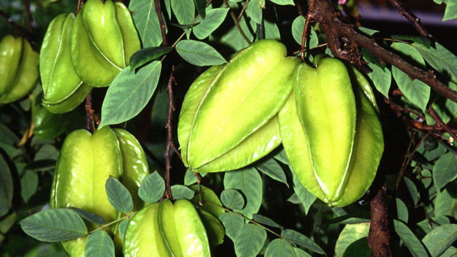 Koromcha | Precious Fruits of Bangladesh | Kamranga