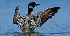 Top 6 World Most Aggressive Birds of the World