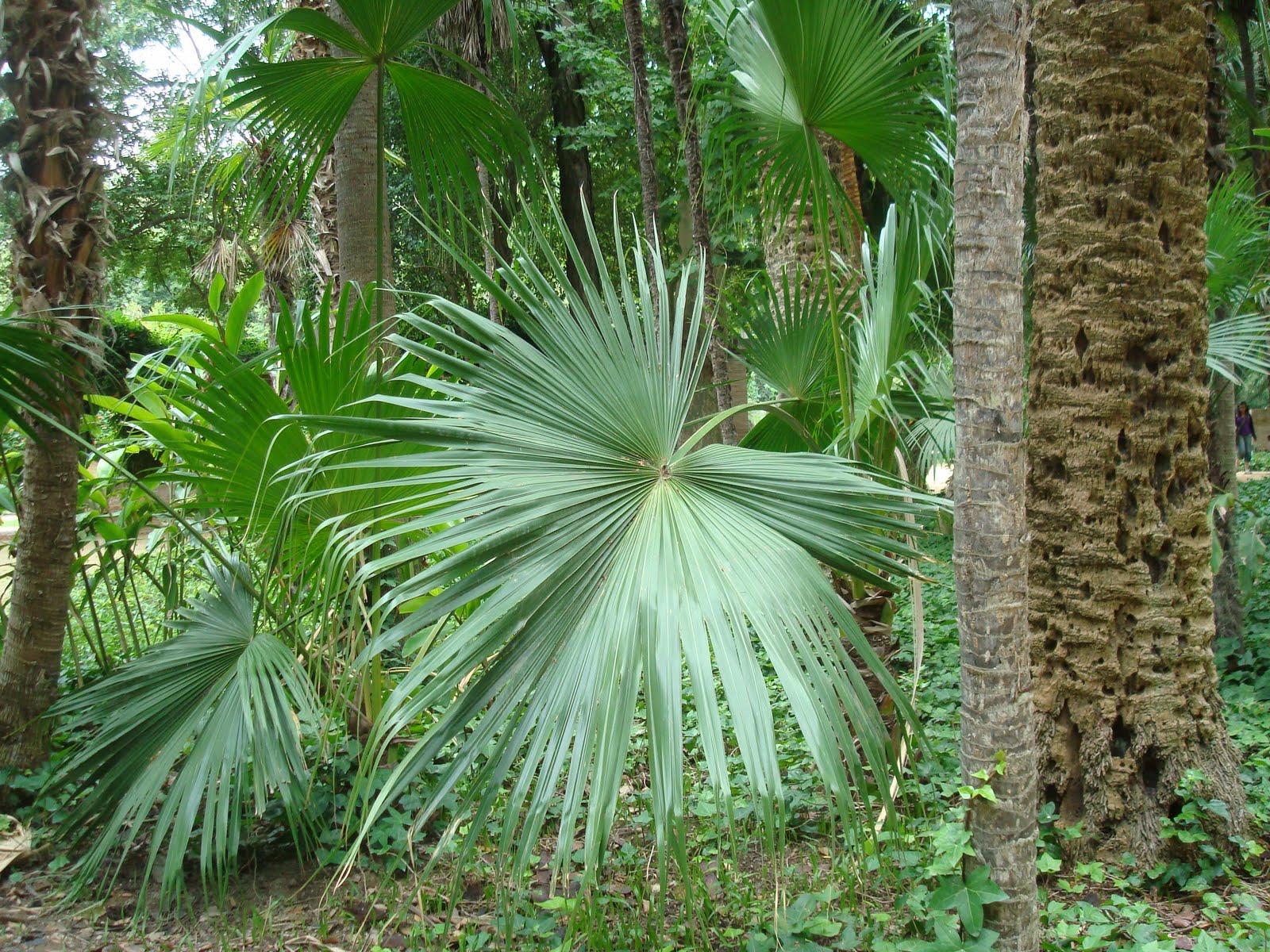 elarbolmiamigo-encinarosa: Sabal minor / Sabal azul / Sabal enano / Palmeto
