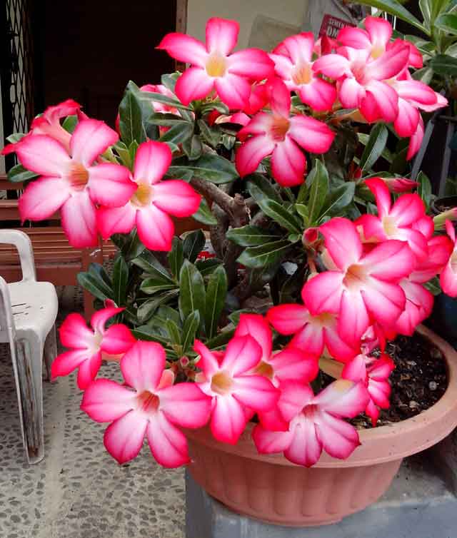bunga adenium | Foto Dunia Alam Semesta INDONESIA