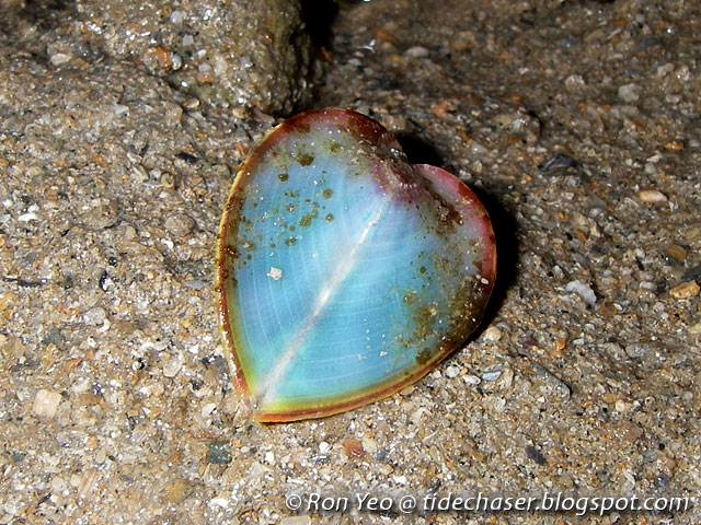 tHE tiDE cHAsER: Heterodont Bivalves (Phylum Mollusca: Subclass ...